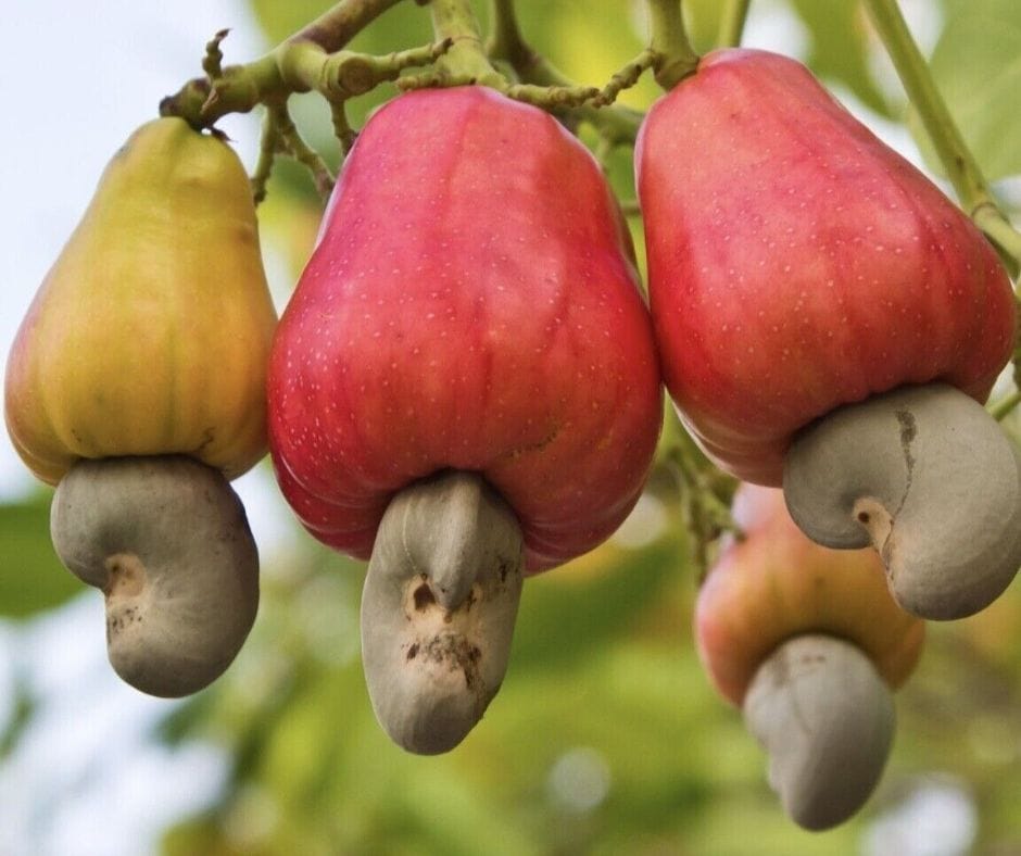 11 Things You Didn’t Know About Cashews – 50Hertz Tingly Foods