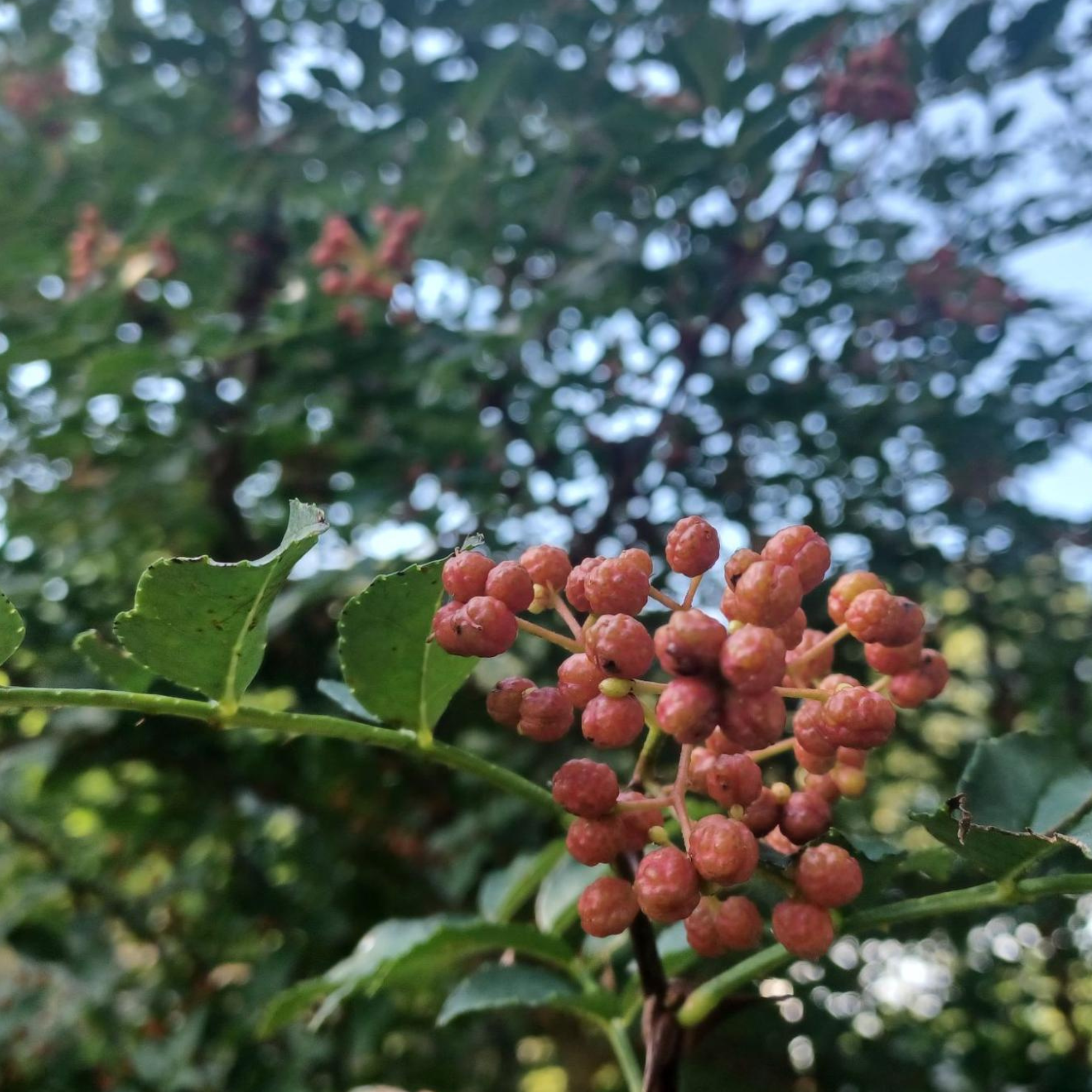 Can You Grow Sichuan Pepper at Home? A Complete Growing Guide – 50Hertz ...