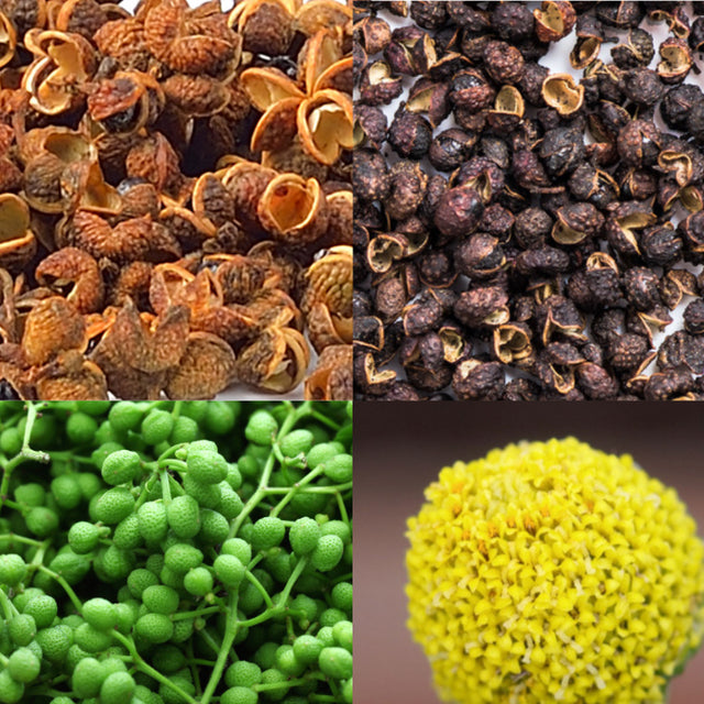 What Causes the Tingling Numbing Sensation in Sichuan Pepper? – 50Hertz ...