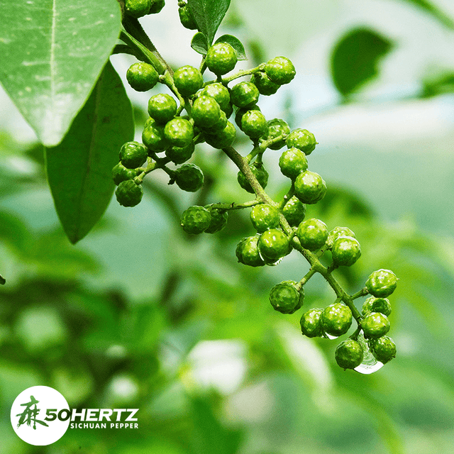 Green Sichuan Pepper Oil (10ml | 120ml | 1.8L) – 50Hertz Tingly Foods