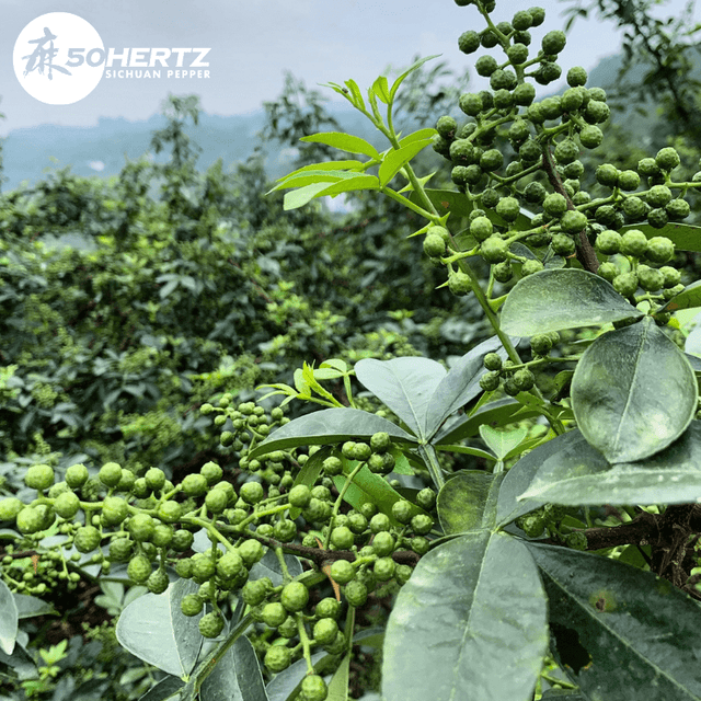 Green Sichuan Pepper Oil (10ml | 120ml | 1.8L) – 50Hertz Tingly Foods